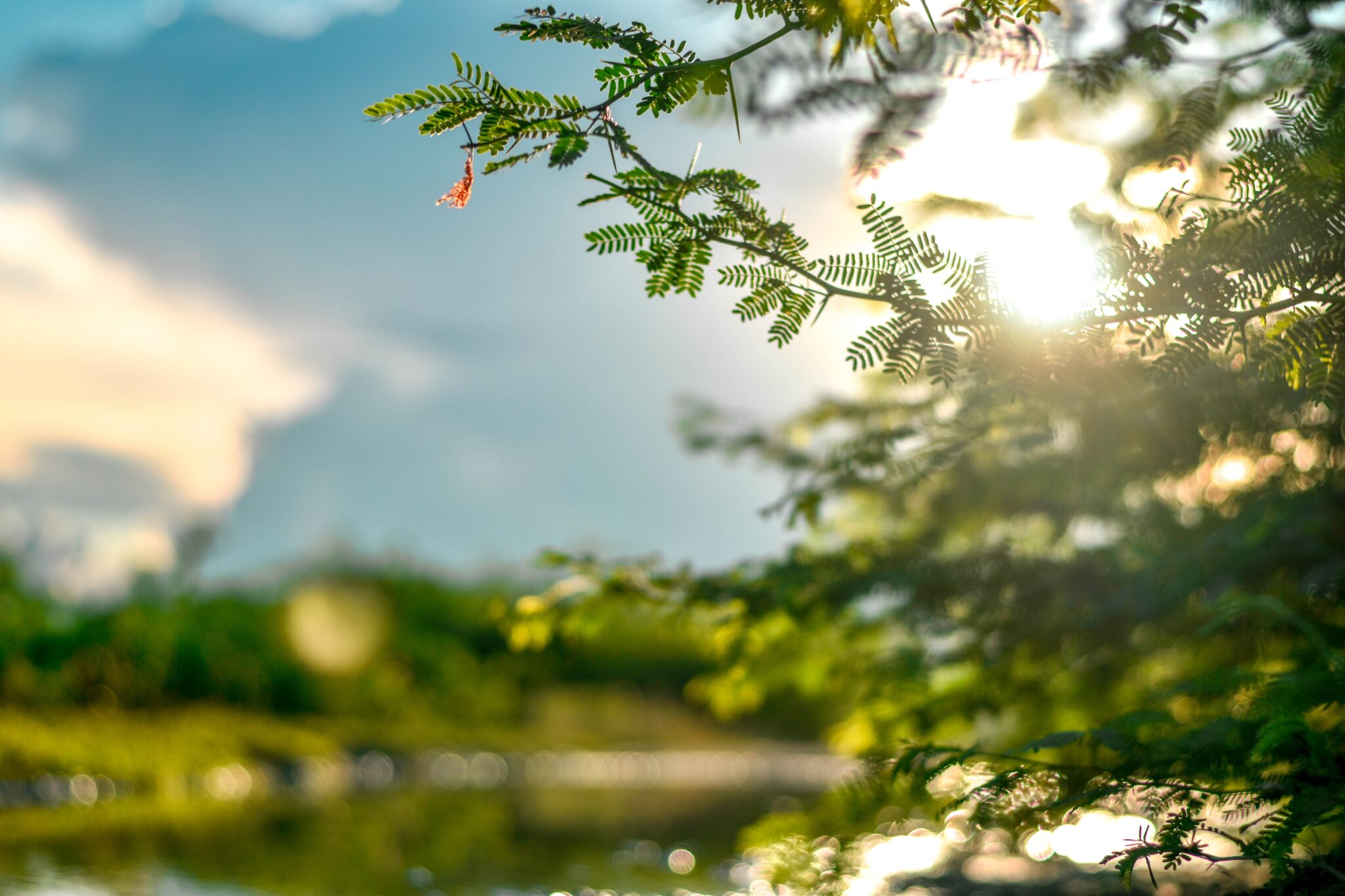 90 Summer Affirmations For a Happy Summer - Bellflower Lifestyle